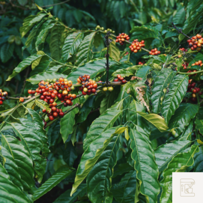 Story - Sun Coffee Roasters